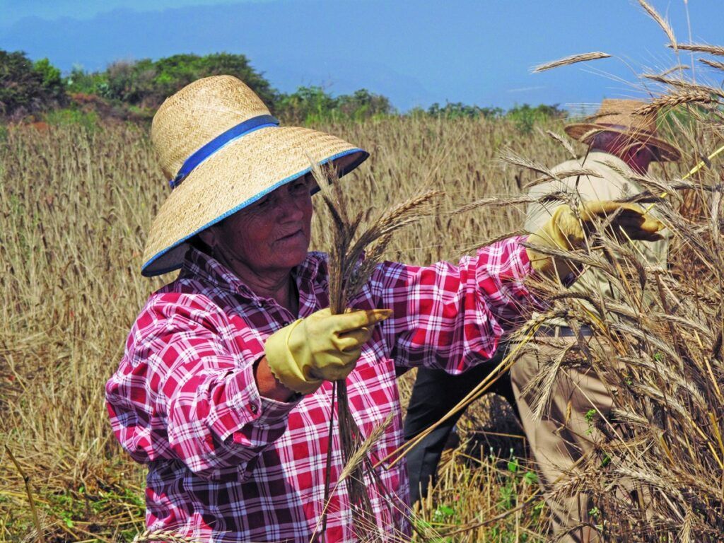 Fiesta del Trigo y Siega Tradicional del Cereal - Los Realejos