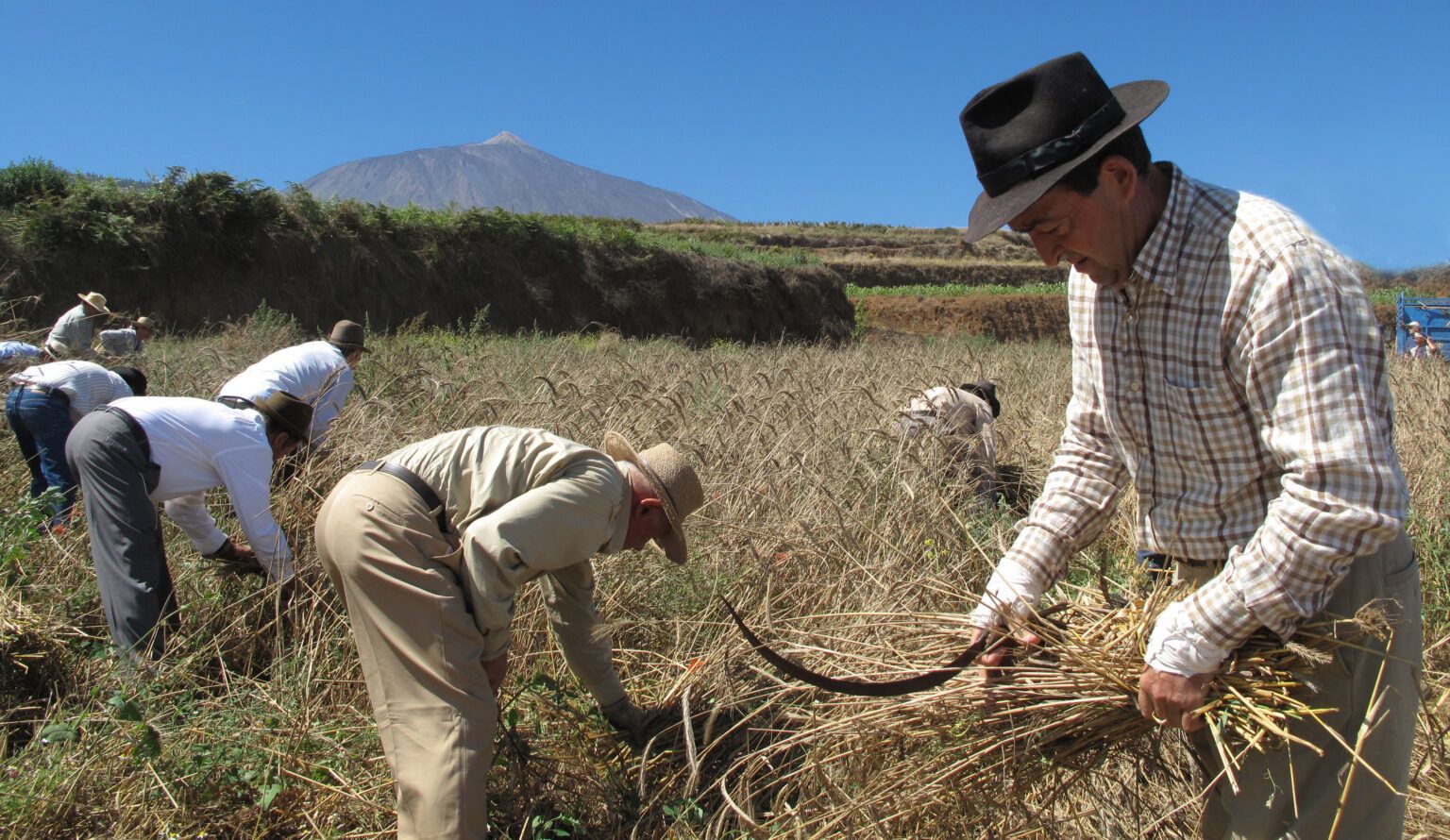 Este domingo 6 de agosto, XVII Encuentro de Siega Tradicional en Icod ...